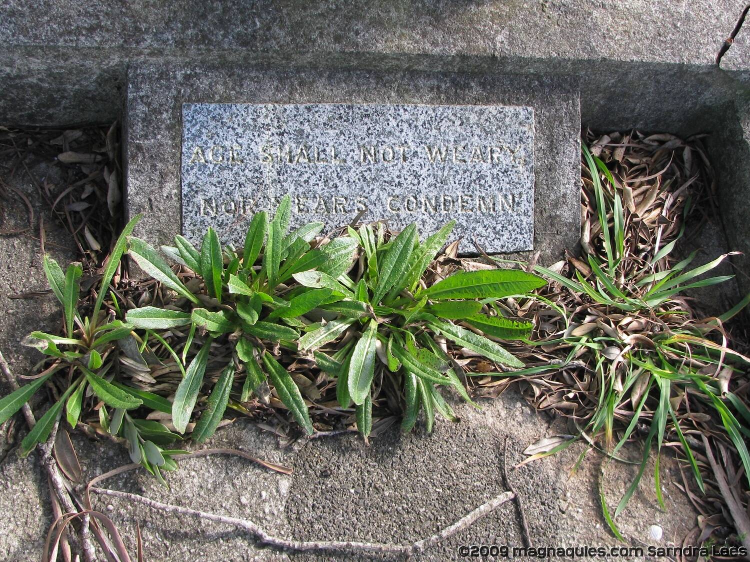 Henry Edward Sparkes - Online Cenotaph - Auckland War Memorial Museum