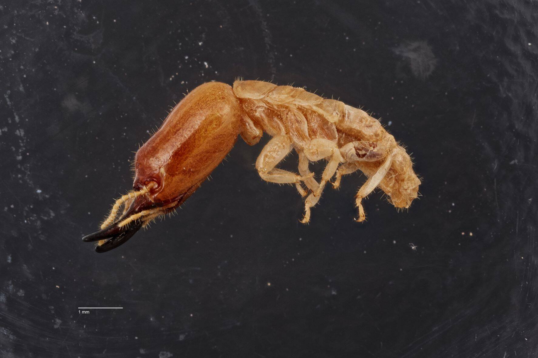 Termite Nomenclature Outbreak at the Museum - Explore topics - Auckland ...