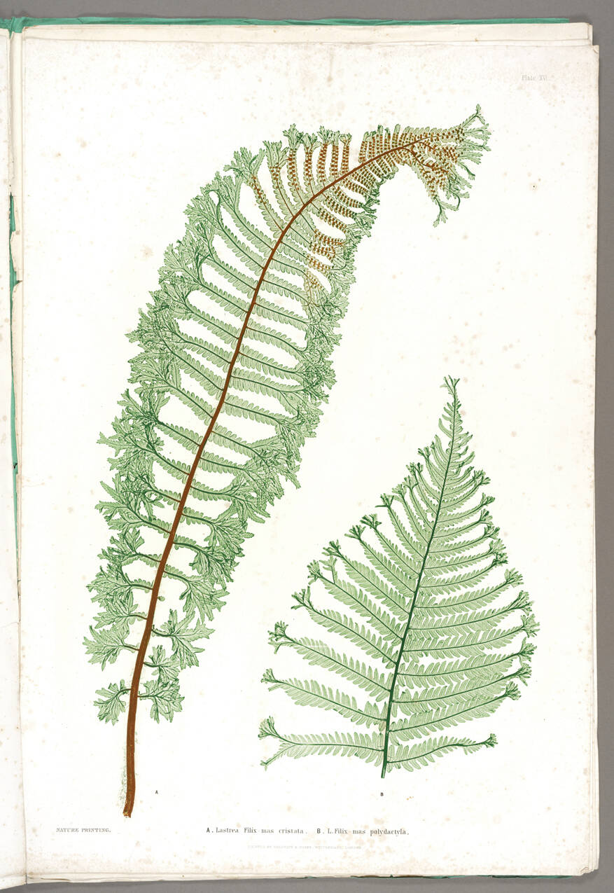 Victorian Botanical Nature Printing - Explore topics - Auckland War ...