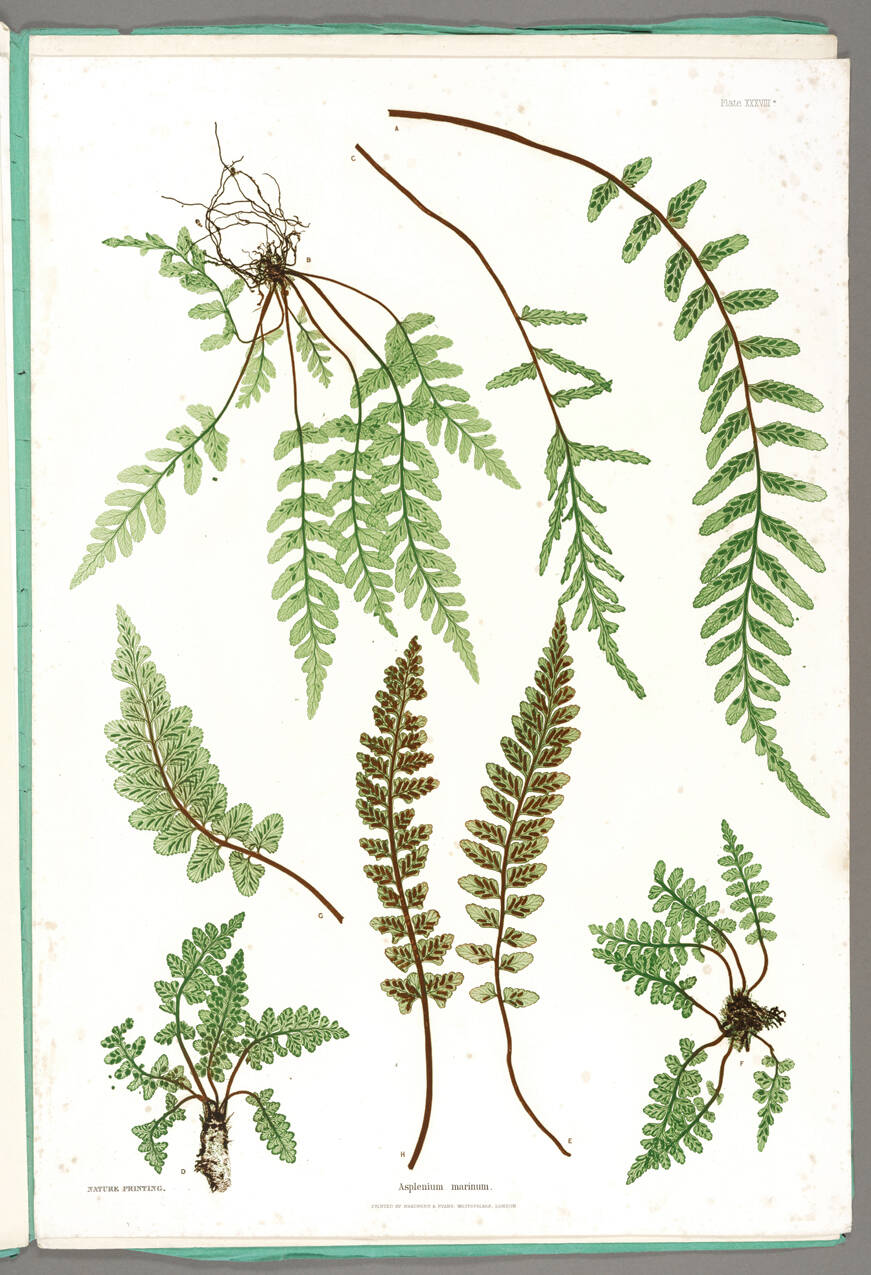 Victorian Botanical Nature Printing - Explore topics - Auckland War ...