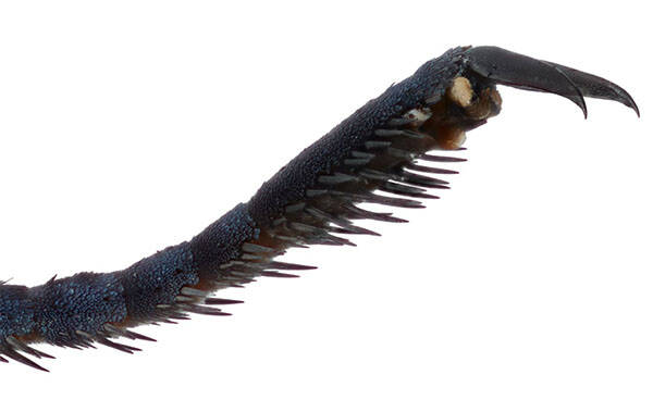 Super-sized butterflies - Science - Auckland War Memorial Museum