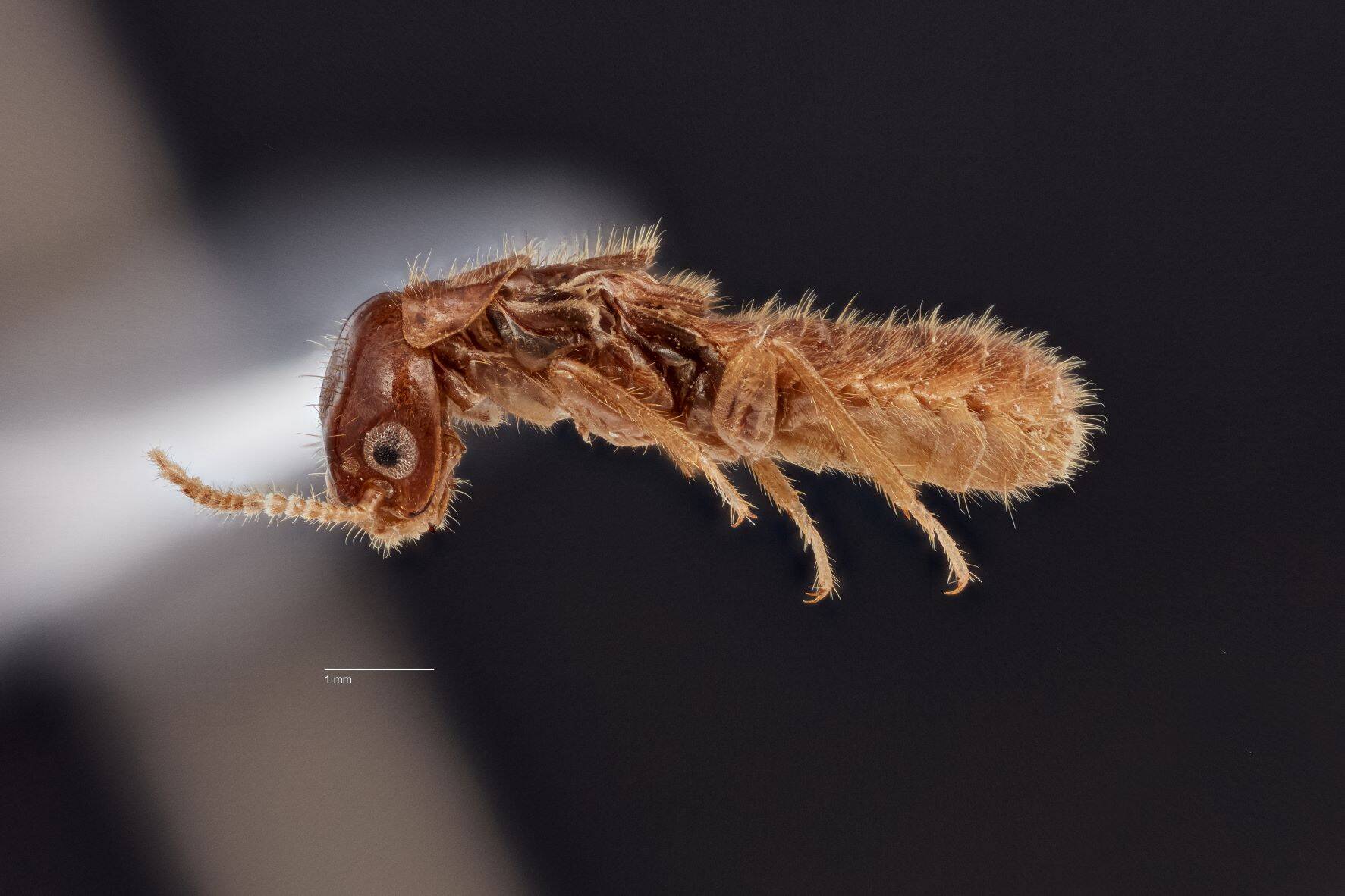 Termite Nomenclature Outbreak at the Museum - Explore topics - Auckland ...