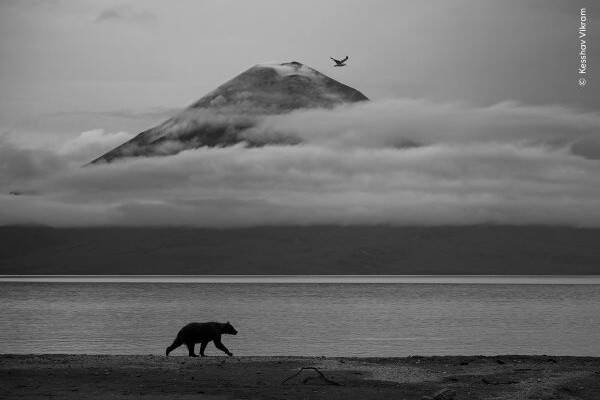 Wildlife Photographer of the Year 2026 - Exhibitions - Auckland Museum