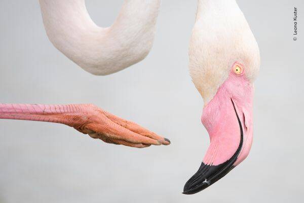 Wildlife Photographer of the Year 2026 - Exhibitions - Auckland Museum