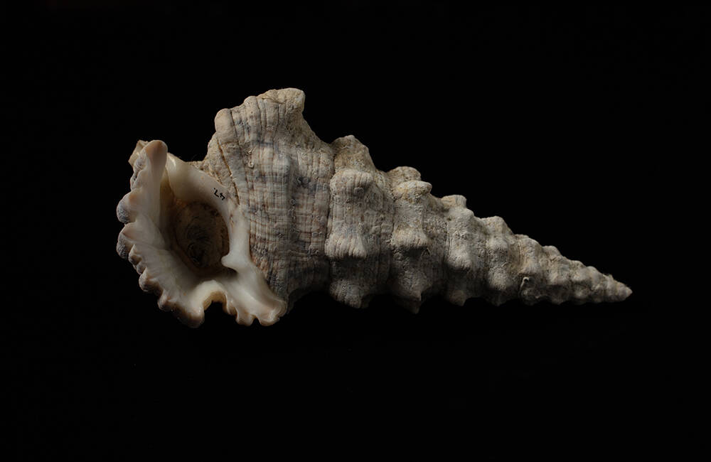 Cook Islands Language Week - Your Museum - Auckland War Memorial Museum