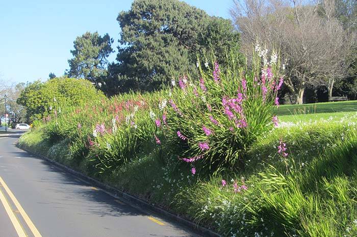 Spring flowers in Auckland Domain - Explore topics - Auckland War ...